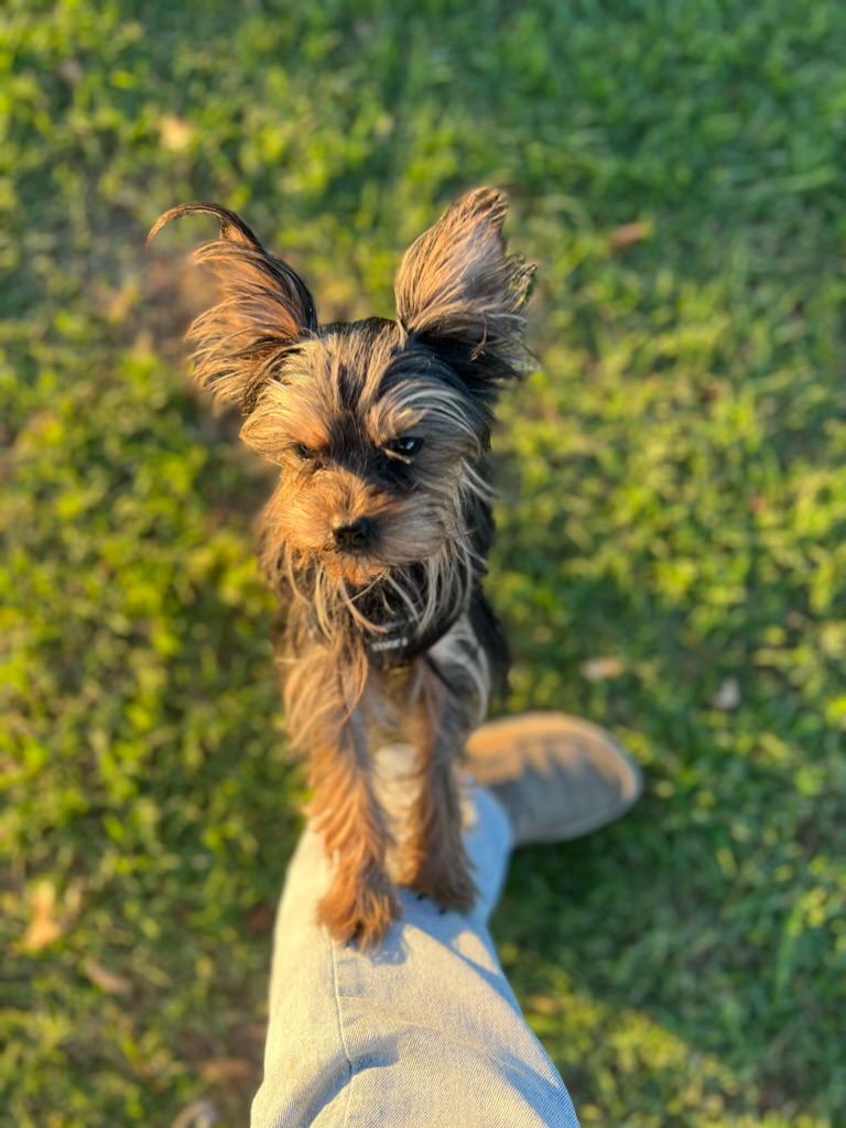 Royal Paw Yorkies – Yorkshire Terrier Puppies Raised with Care | California